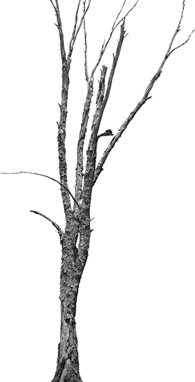 Tap - Drawing - (282x550) Png Clipart Download