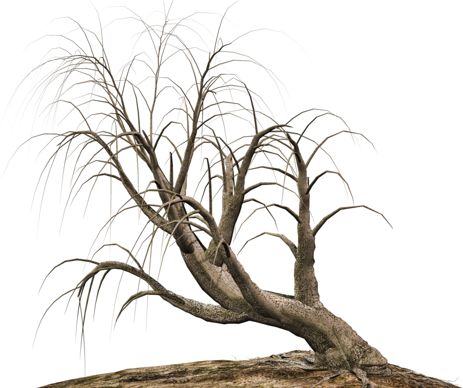 Trees 16 Png Stock By Roy3d - Tree Png Deviantart - (1024x768) Png ...