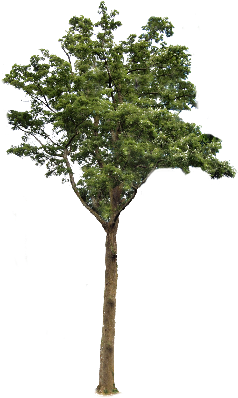 Transparent Background Tree Png - (1024x1733) Png Clipart Download