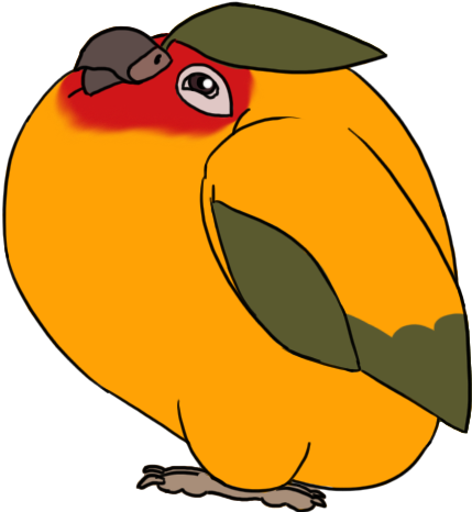 Mango Clipart Png - Mango The Sun Conure - (498x496) Png Clipart Download