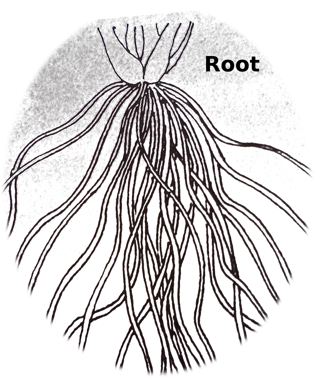 Fibrous Root System Drawing Plant - Outline Picture Of Fibrous Root ...