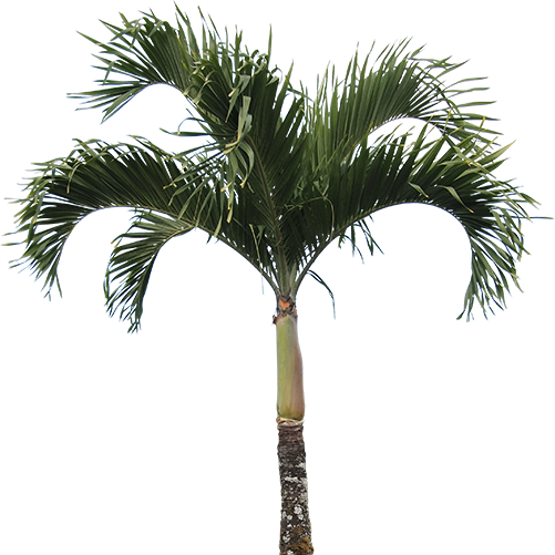 Areca Nut Tree Png - (501x501) Png Clipart Download