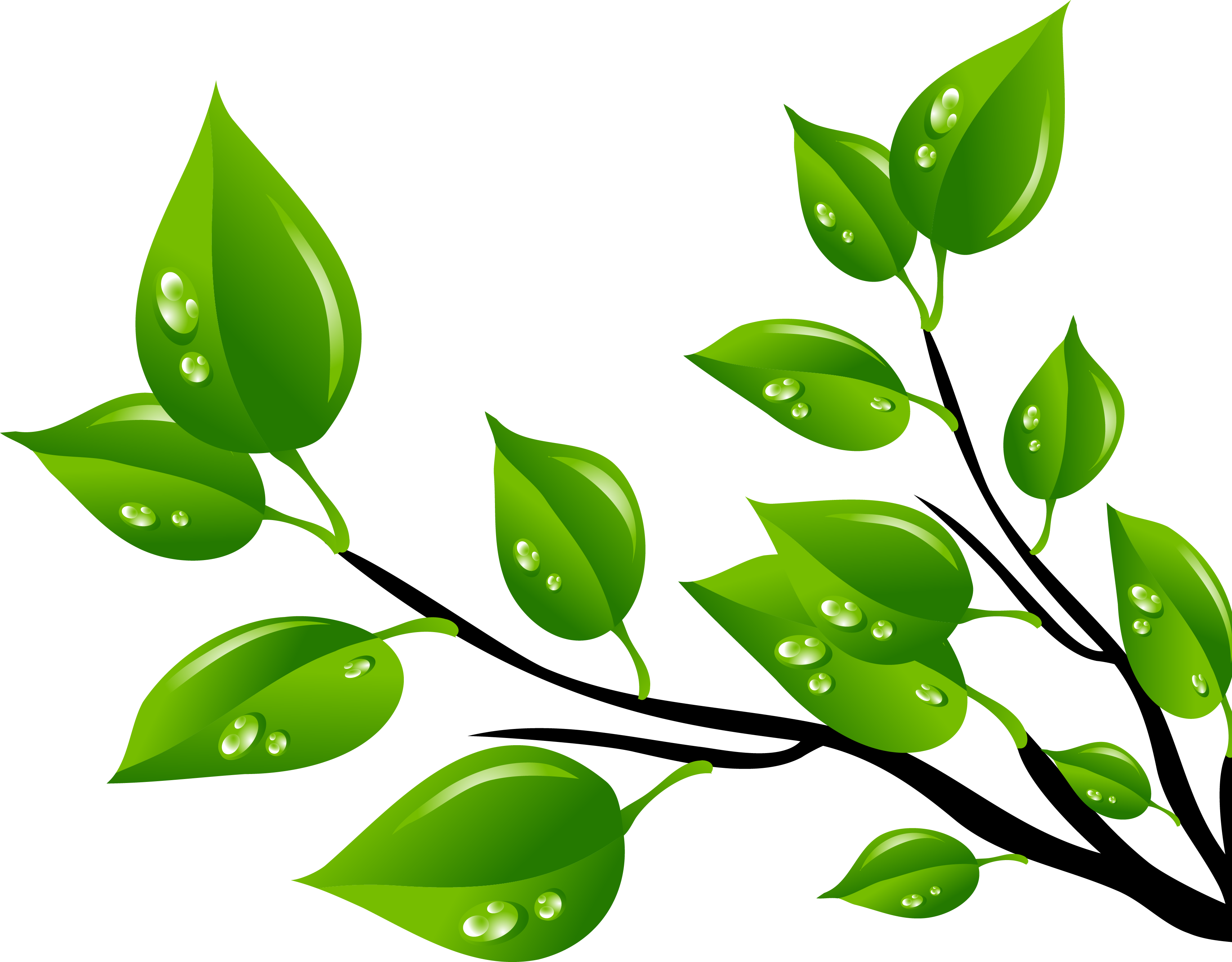 Hoja Verde Clip Art Desenho De Folhas Verdes Png 3420x2671 Png Images