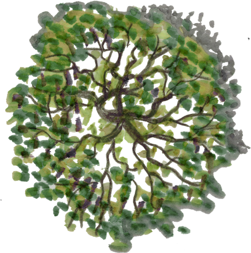 Tree Plan View Png Top View Trees Plans - Tree Top View Png - (505x507 ...