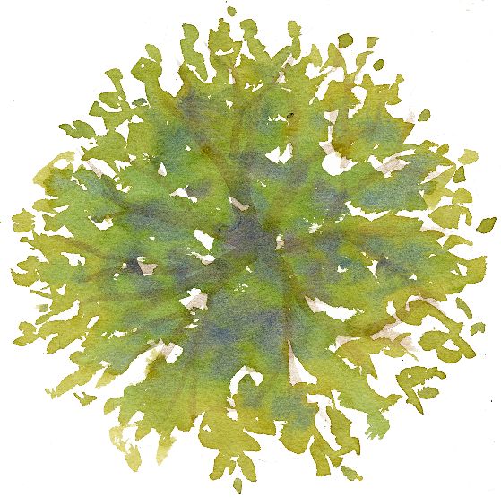 Tree Png Top Image - Trees In Plan Png - (559x555) Png Clipart Download