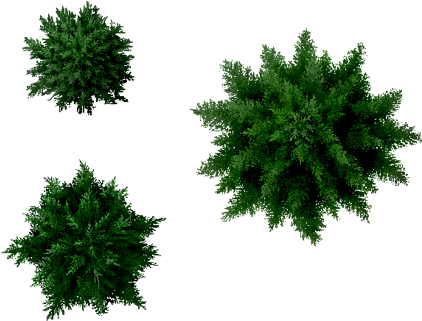 Conifers Tree Top Image - Pine Tree Top View Png - (428x343) Png ...