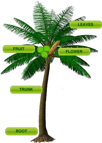 Click Each Label In The Coconut Tree To View The Details - Coconut Tree ...