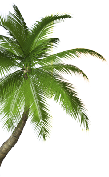 Real Coconut Tree Png - (353x605) Png Clipart Download