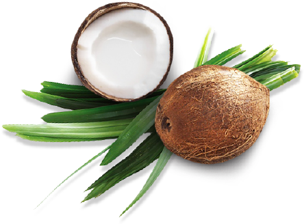Coconut Pandan - Pandan Leaves - (500x432) Png Clipart Download