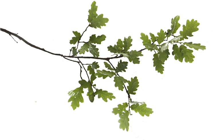 Oak Branch Png - (867x578) Png Clipart Download