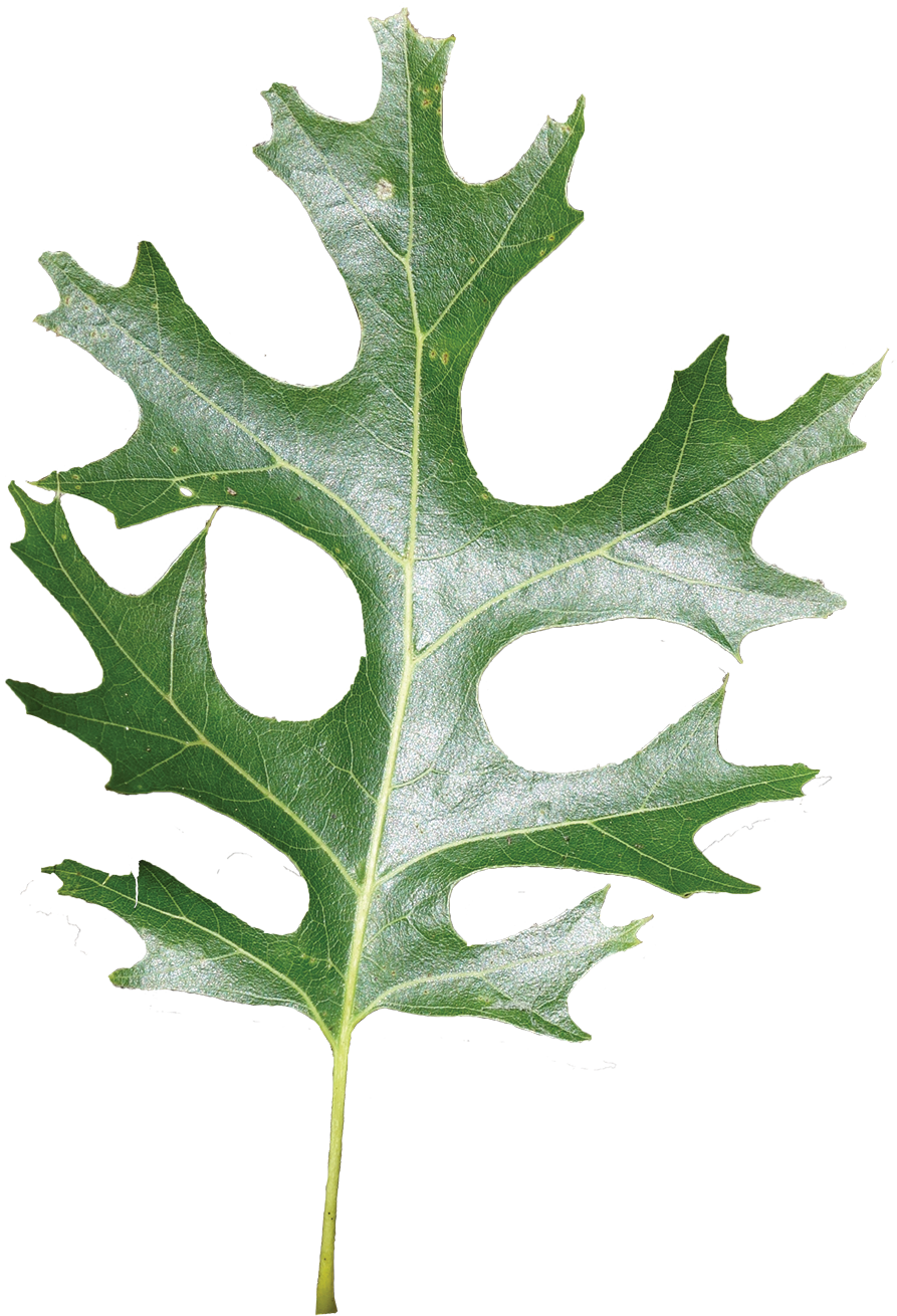 Simple - Shumard Red Oak Leaf - (900x1342) Png Clipart Download