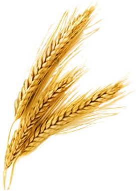 Je Rice Grain Vector Png - Wheat Png - (400x385) Png Clipart Download