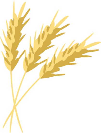 The Gallery For > Rice Plant Vector Png - Illustration - (420x550) Png ...