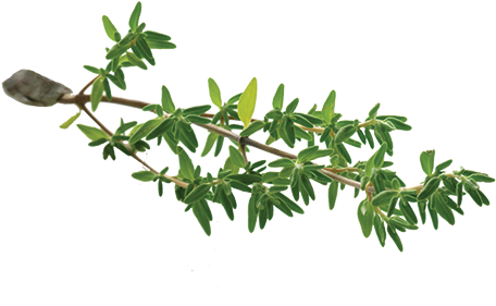 Thyme-leaf - Thyme Leaf Png - (500x370) Png Clipart Download