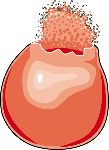 Blood - Red Blood Cell Lysis - (447x615) Png Clipart Download
