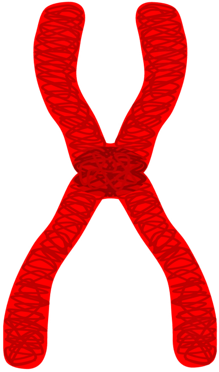 Chromatid Pair Red - Drawing Of A Chromosome - (442x750) Png Clipart ...