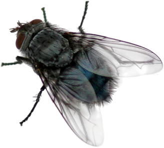 Fly Png - Zen Mind Beginners Mind Fly - (445x355) Png Clipart Download