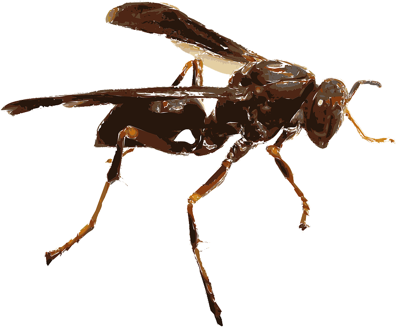 Insect Png Transparent - Flying Bugs With Transparent Background ...