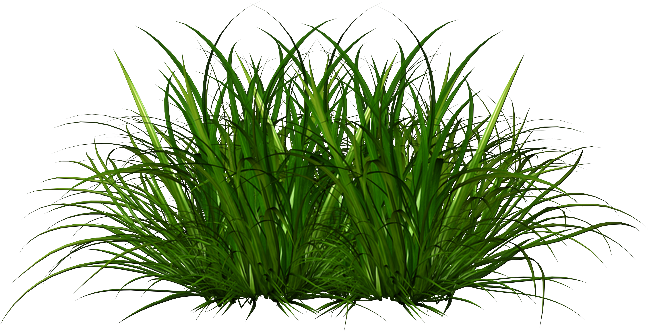 Png Transparent Texture - Sweet Grass - (650x331) Png Clipart Download