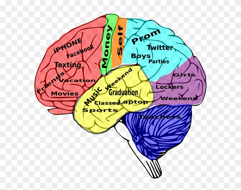School In The Brain - Full Size PNG Clipart Images Download