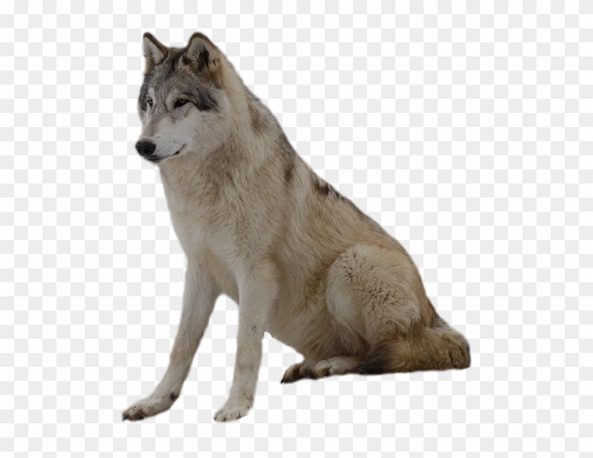 Wolf Png Clip Art - Wolf With Transparent Background - Full Size PNG ...