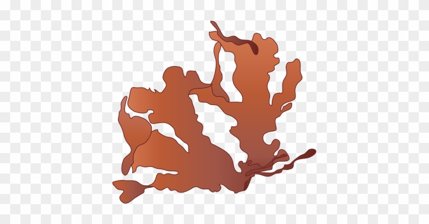 Cryptopleura Ramosa - Macroalgae - Vector Illustration/drawing ...