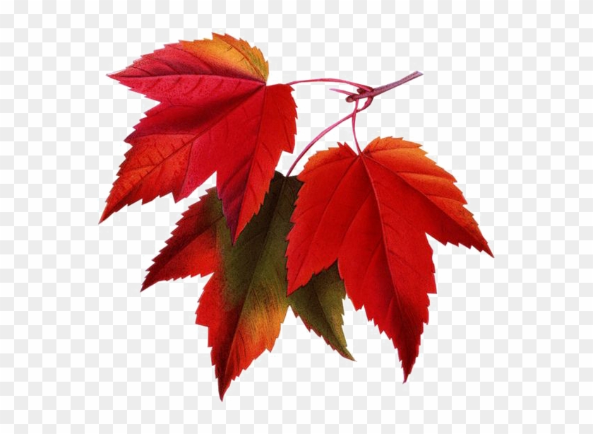 Red Maple Maple Leaf Clip Art - Red Maple Maple Leaf Clip Art - Free ...