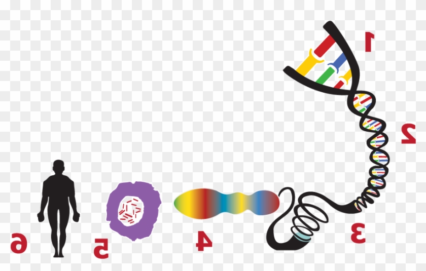 Clipart Of Gene, Genes And Allele - Graphic Design - Full Size PNG Clipart Images Download