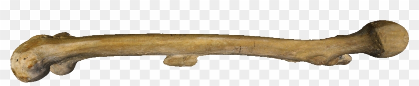 Bone Human Skeleton Femur Clip Art - Bone Human Skeleton Femur Clip Art ...