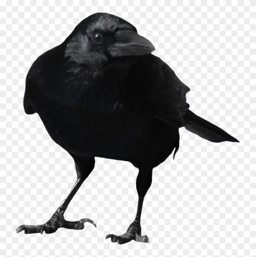 Common Raven Clip Art - Common Raven Clip Art - Free Transparent PNG ...
