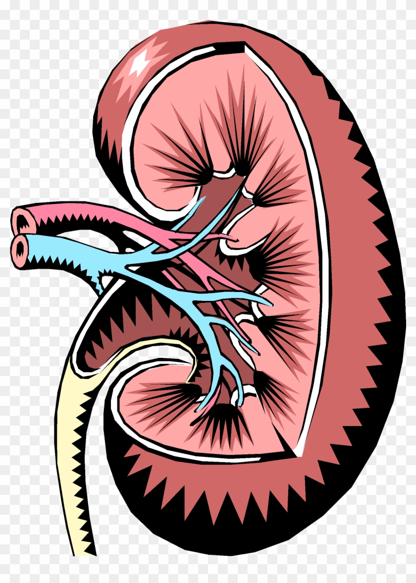 Endocrine Regulation - Hyperuricemia - Free Transparent PNG Clipart ...