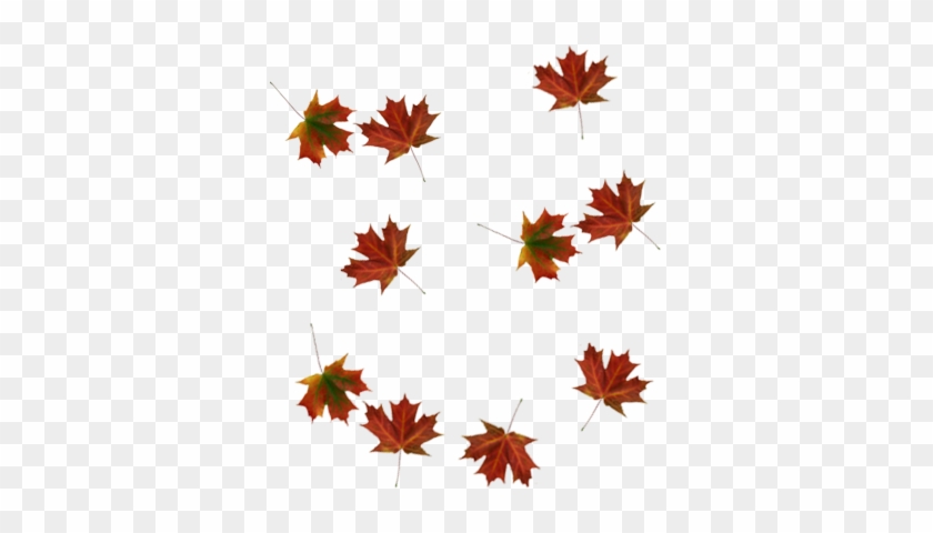 Falling Leaves Pictures And Wallpaper Fallen Tree - Tree Leaves Falling ...