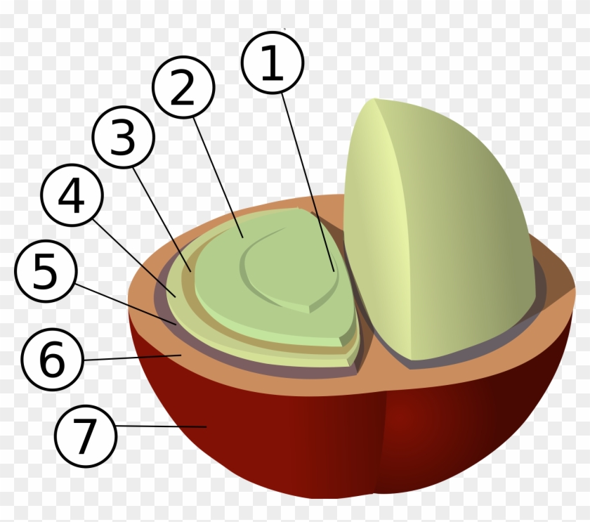 Anatomy Of The Coffee Bean File Structure Svg Wikimedia - Coffee Bean ...