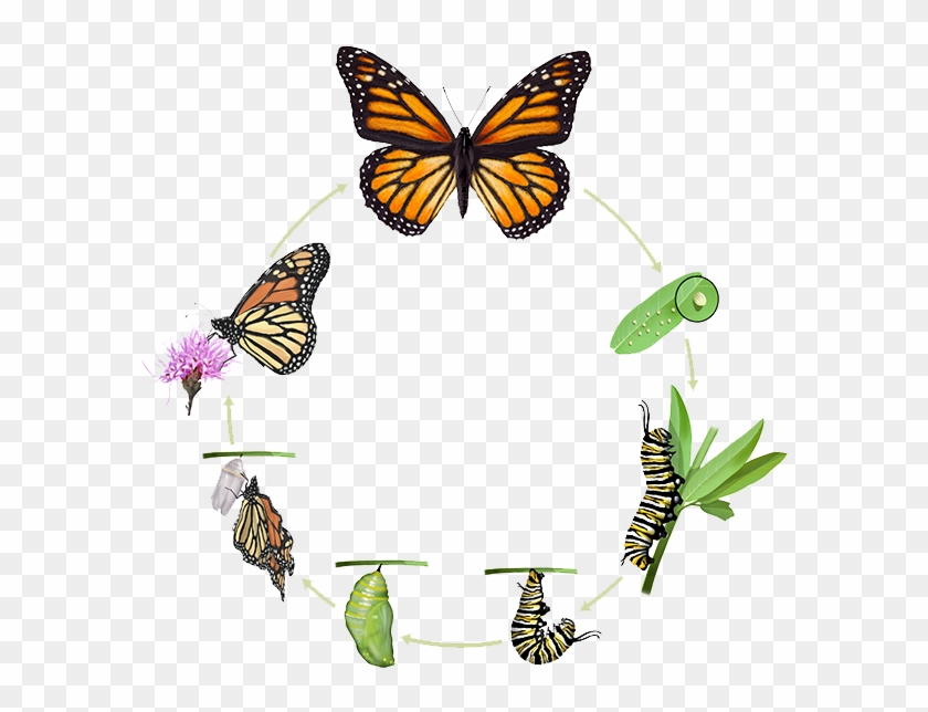 Strategic - Life Cycle Of A Butterfly - Full Size PNG Clipart Images ...