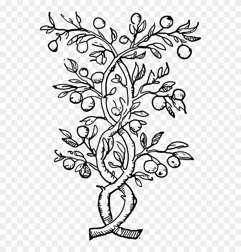 Twisted - Olive Tree Coloring Pages - Full Size PNG Clipart Images Download