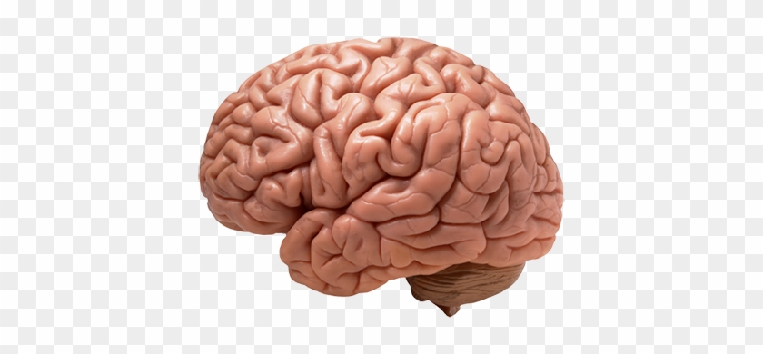 Brain's Cravings - Brain Png - Free Transparent PNG Clipart Images Download