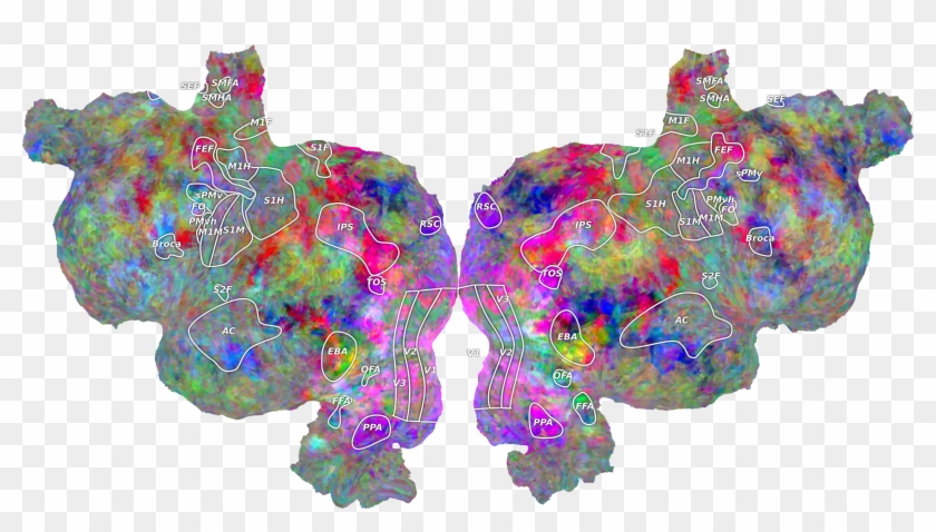 Quickflat Demo - Flattened Brain - Free Transparent PNG Clipart Images ...