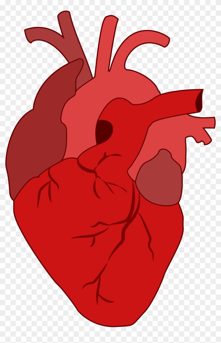 Cartoon Heart - Realistic Heart Clipart - Full Size PNG Clipart Images ...