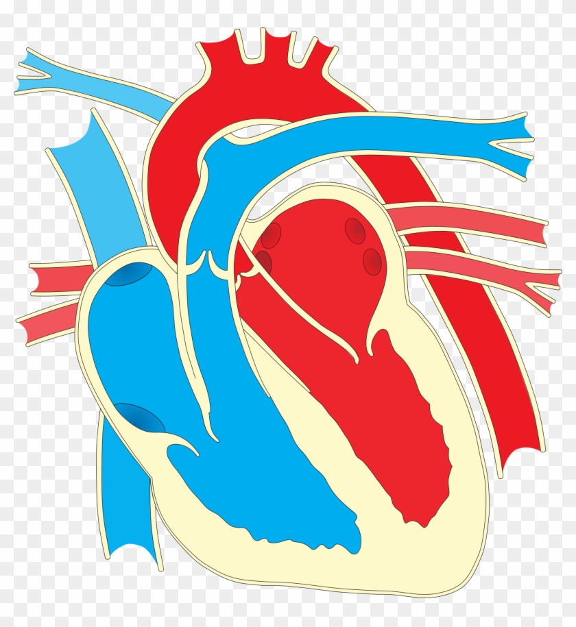 Big Image - Heart Diagram - Full Size PNG Clipart Images Download