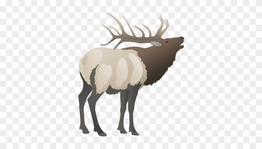 Ian Symbol Cervus Elaphus Buck - Cervus Elaphus - Free Transparent PNG ...