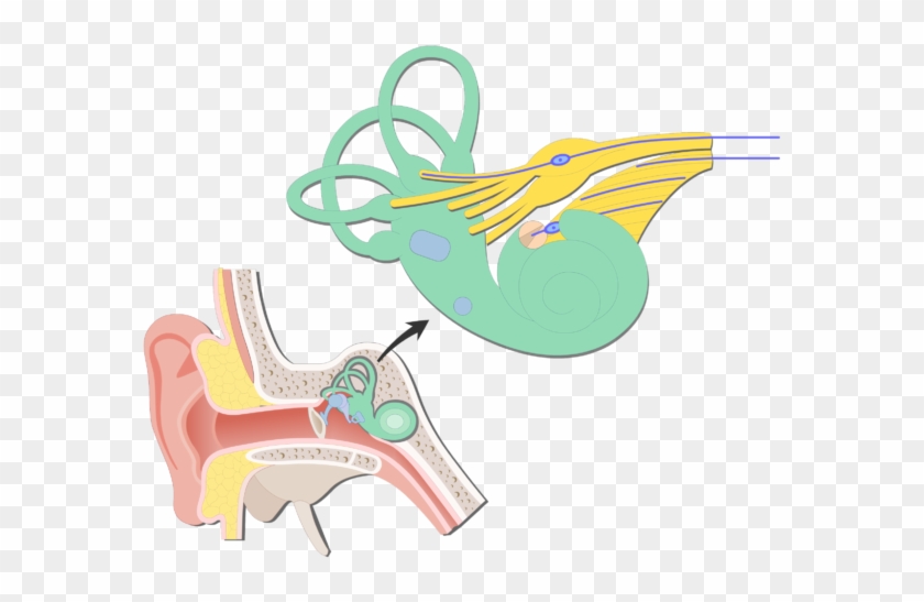 An Image Showing The Bipolar Neurons Inside Inner Ear - Cochlea - Full ...