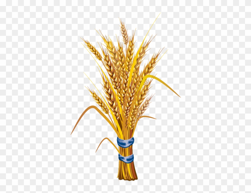 Wheat Stock Illustration Illustration - Cereal Grains: Evaluation ...