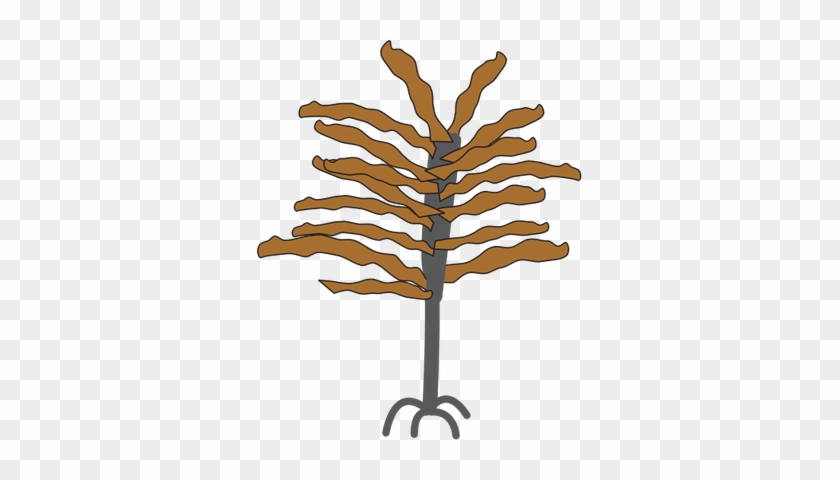 Ian Symbol Ecklonia Radiata - Ian Symbol Ecklonia Radiata - Full Size ...