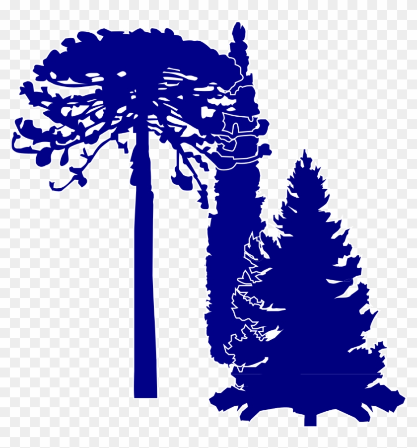 File - Coniferales Vector - Svg - Illustration - Free Transparent PNG ...