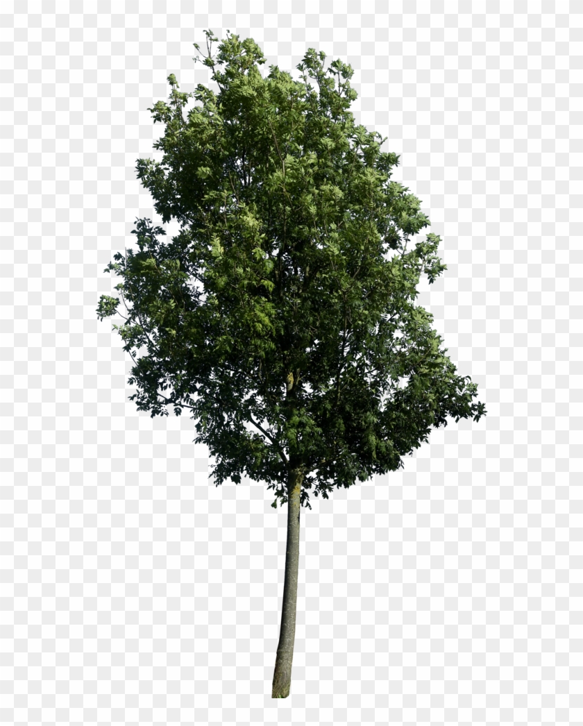 Free Icons Png - Tree Png - Free Transparent PNG Clipart Images Download