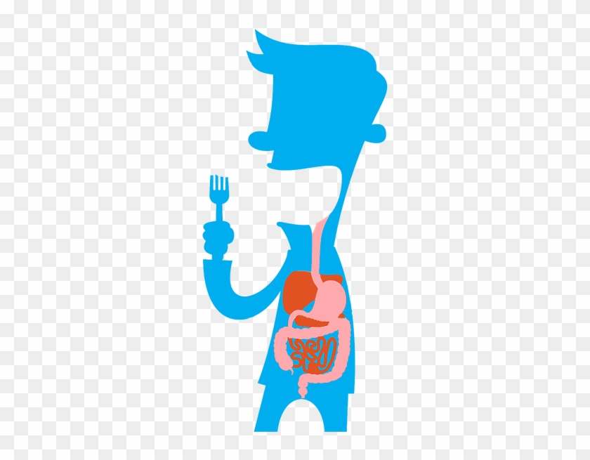 Digestive Process - Human Digestive System Cartoon - Full Size PNG ...