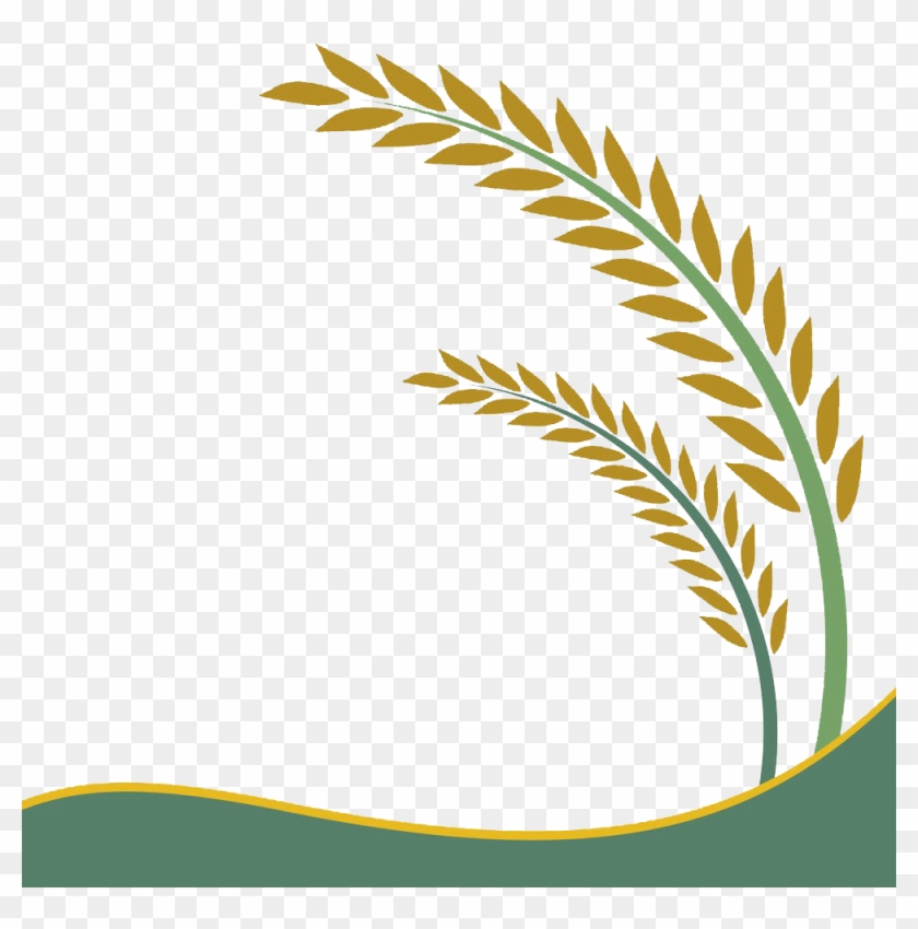 Paddy Field Oryza Sativa Rice Crop Clip Art - Rice Vector - Full Size ...