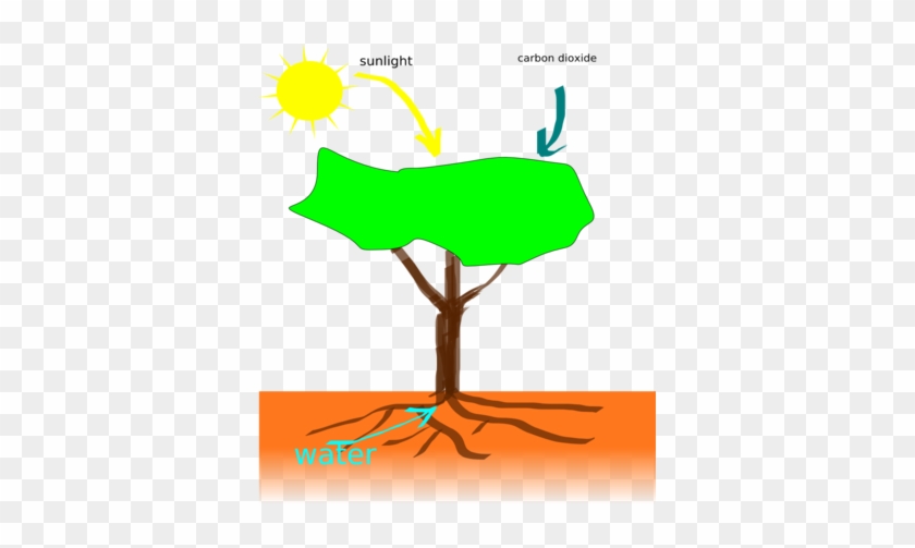 Plant Nutrients - Plants Making Their Food - Full Size PNG Clipart ...