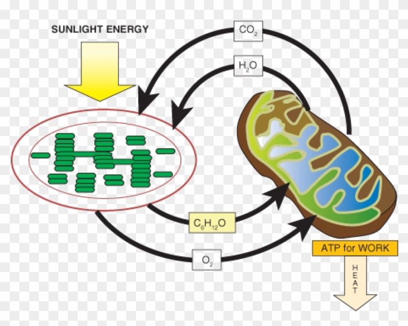 Diagram That Represents Interdependence Of Photosynthesis - Free ...