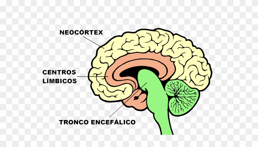 Cerebro Sección 7 Transp - Tronco Encefalico Y Neocortex - Full Size PNG Clipart Images Download